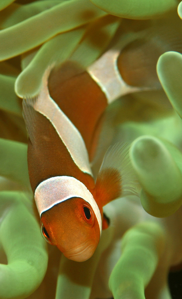 Ocellaris Anemonefish from Karang Asem, ID-BA, ID on May 16, 2004 at 11 ...