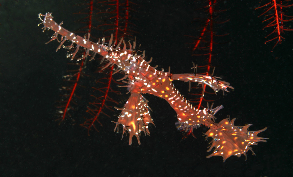 Ghost Pipefishes (Solenostomidae) - Marine Life Identification