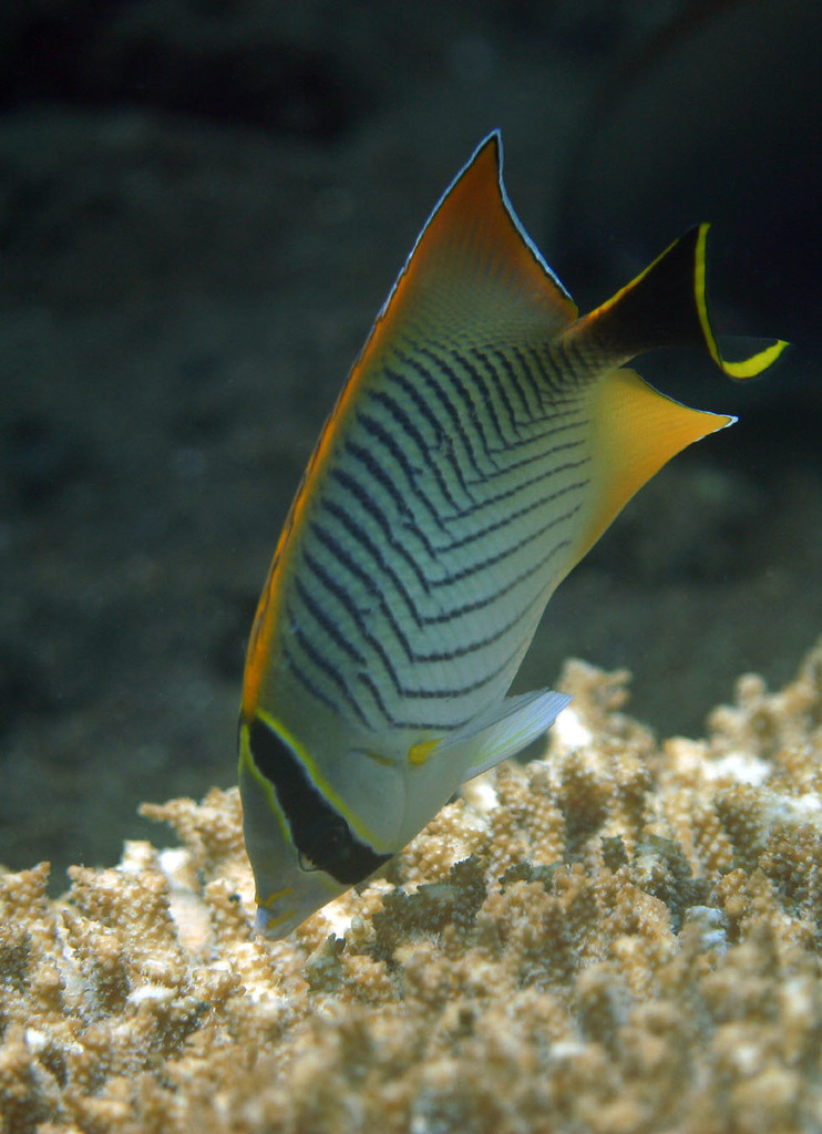Chevron Butterflyfish in May 2004 by Ron Greer · iNaturalist