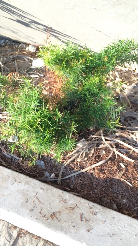 African Asparagus from Parque Ramiro Ruediger, Blumenau, SC, BR on ...