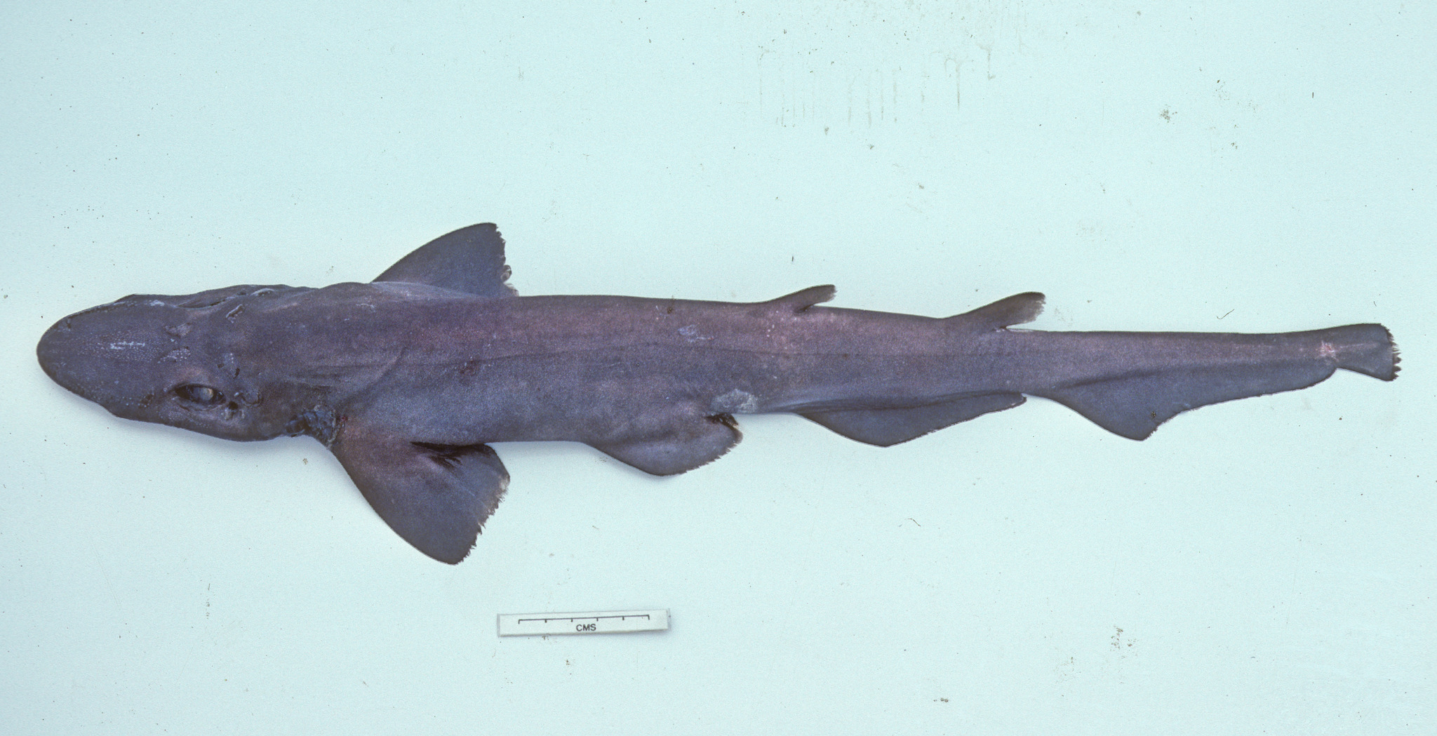 Apristurus platyrhynchus (Tanaka, 1909)