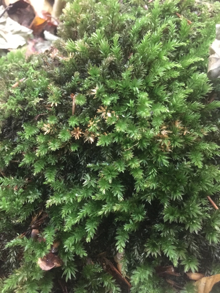 Horn Calcareous Moss from Great Britain, Great Missenden, England, GB ...