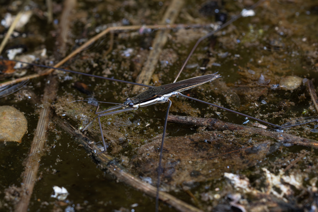 Giant Water Strider from 中国重庆市巫溪县 on May 7, 2025 at 03:56 PM by ysllh ...