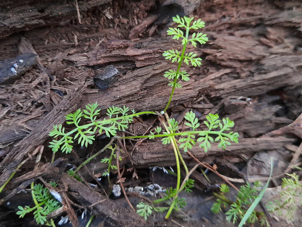 Australian Carrot from Riddells Creek VIC 3431, Australia on May 23 ...