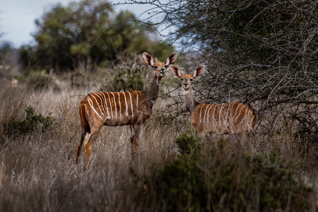 Southern Lesser Kudu in July 2021 by David Williams · iNaturalist