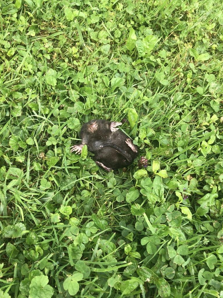 Star-nosed Mole from Hillside Park, Erie, PA, US on September 10, 2019 ...