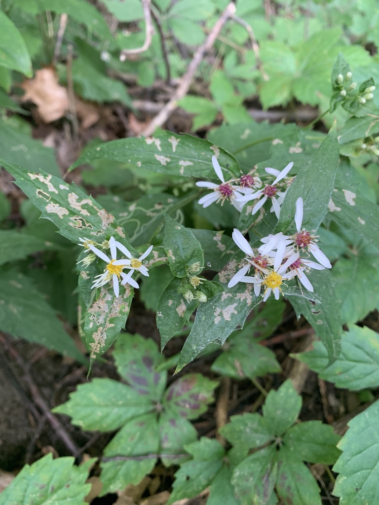 White Wood Aster from Presque Isle State Park, Erie, PA, US on ...