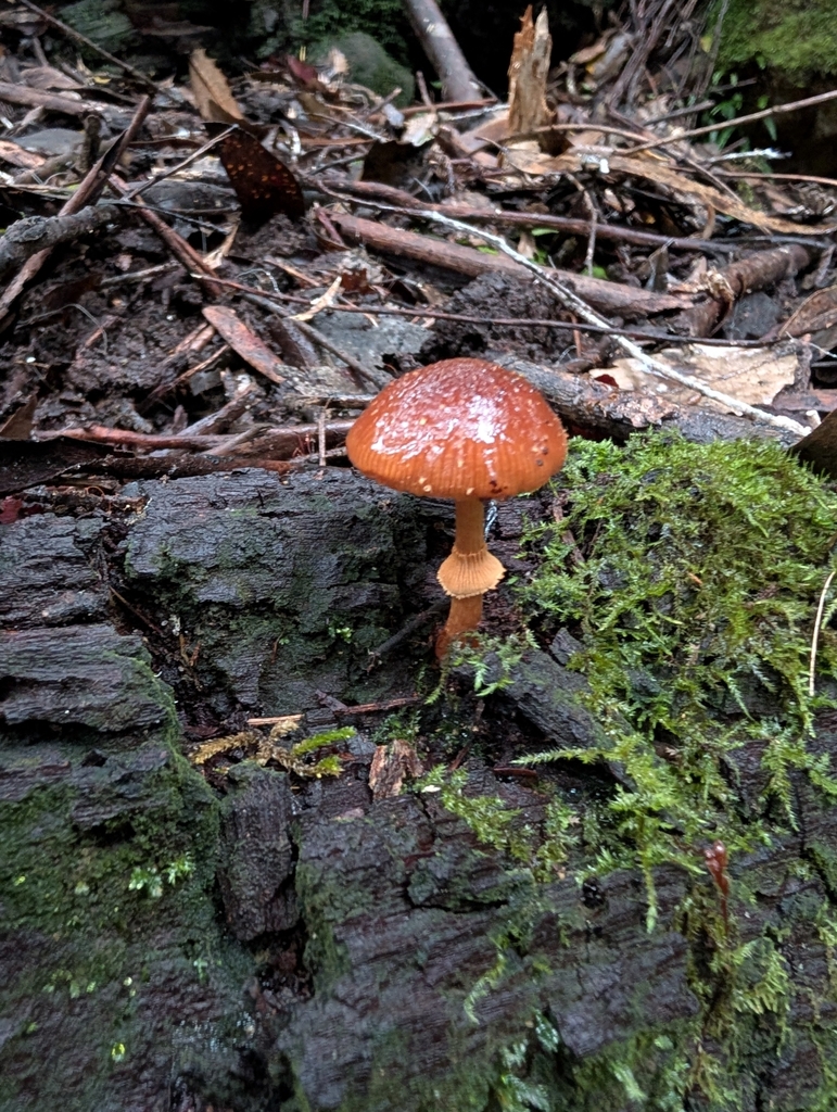 Descolea recedens from Blue Mountains, NSW, Australia on May 16, 2025 ...