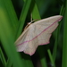 Timandra recompta · iNaturalist