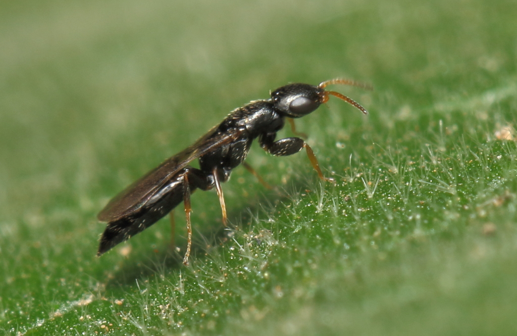 Flat wasps from Hilton, South Africa on August 21, 2019 at 01:42 PM by ...