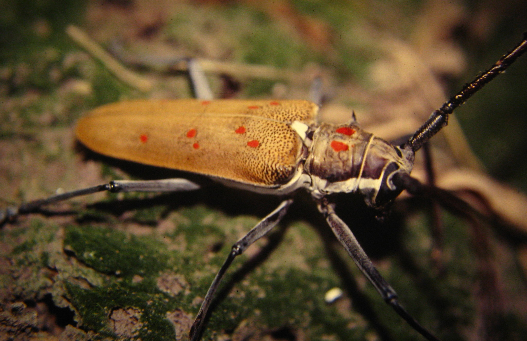 Batocera numitor Newman, 1842