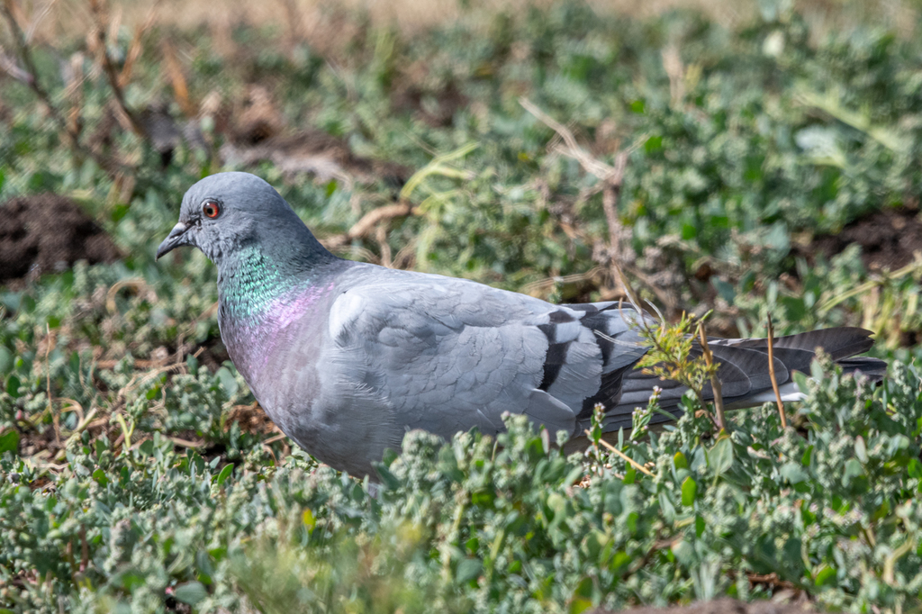 Hill Pigeon (Columba rupestris) - Avian Discovery