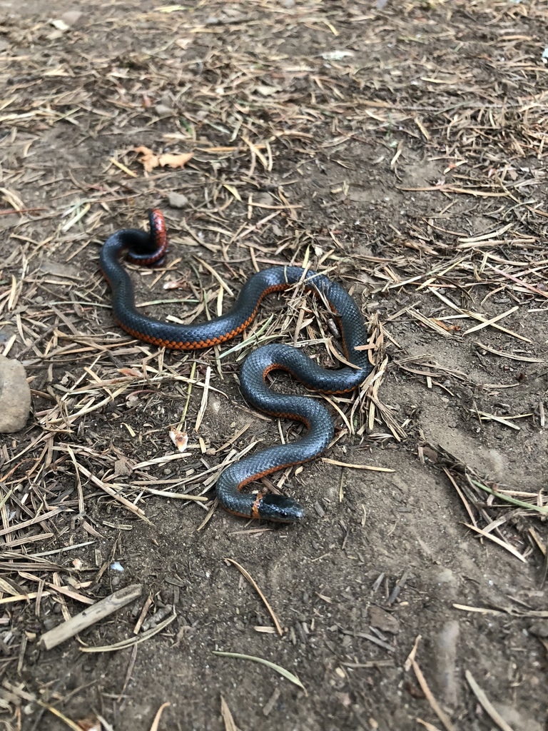 Northwestern Ringneck Snake from Gifford Pinchot National Forest ...