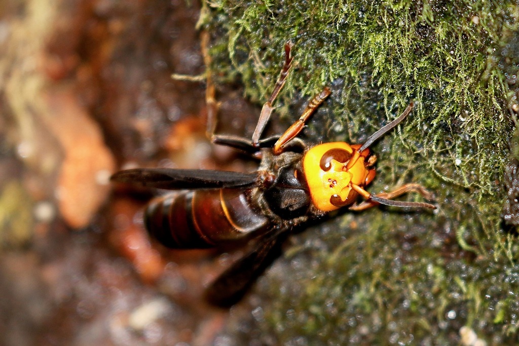 Asian Giant Hornet from Budhanilkantha, Nepal on August 20, 2019 at 06: ...