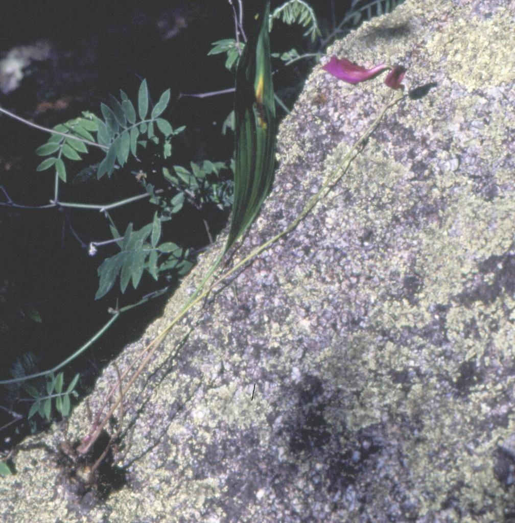 Bletia purpurata from La Paz, B.C.S., México on September 10, 2015 at ...