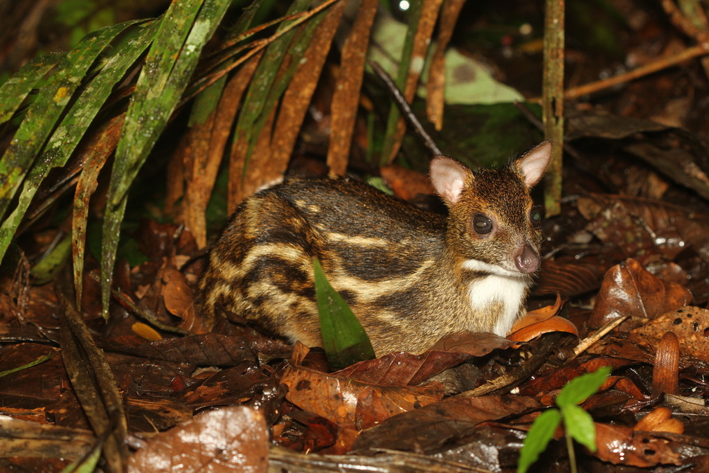 Chevrotains (Tragulidae) - Know Your Mammals