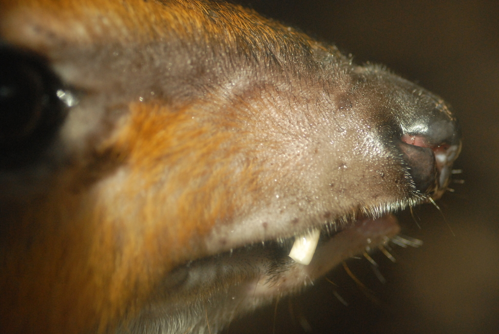 Chevrotains (Tragulidae) - Know Your Mammals