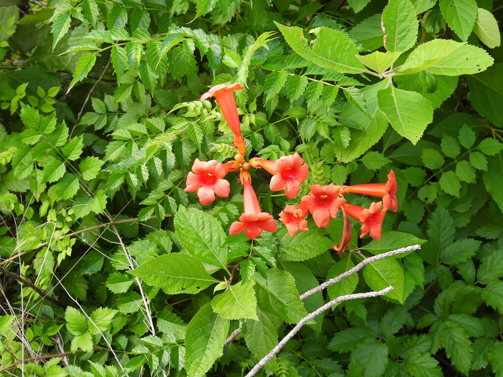 American trumpet vine from Bastrop County, TX, USA on May 22, 2025 at ...