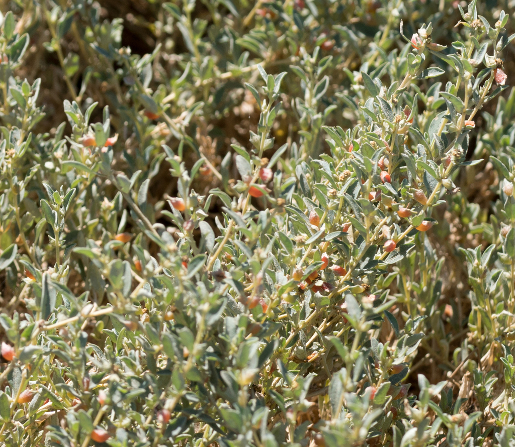 berry saltbush (Atriplex semibaccata) - Botanical Realm