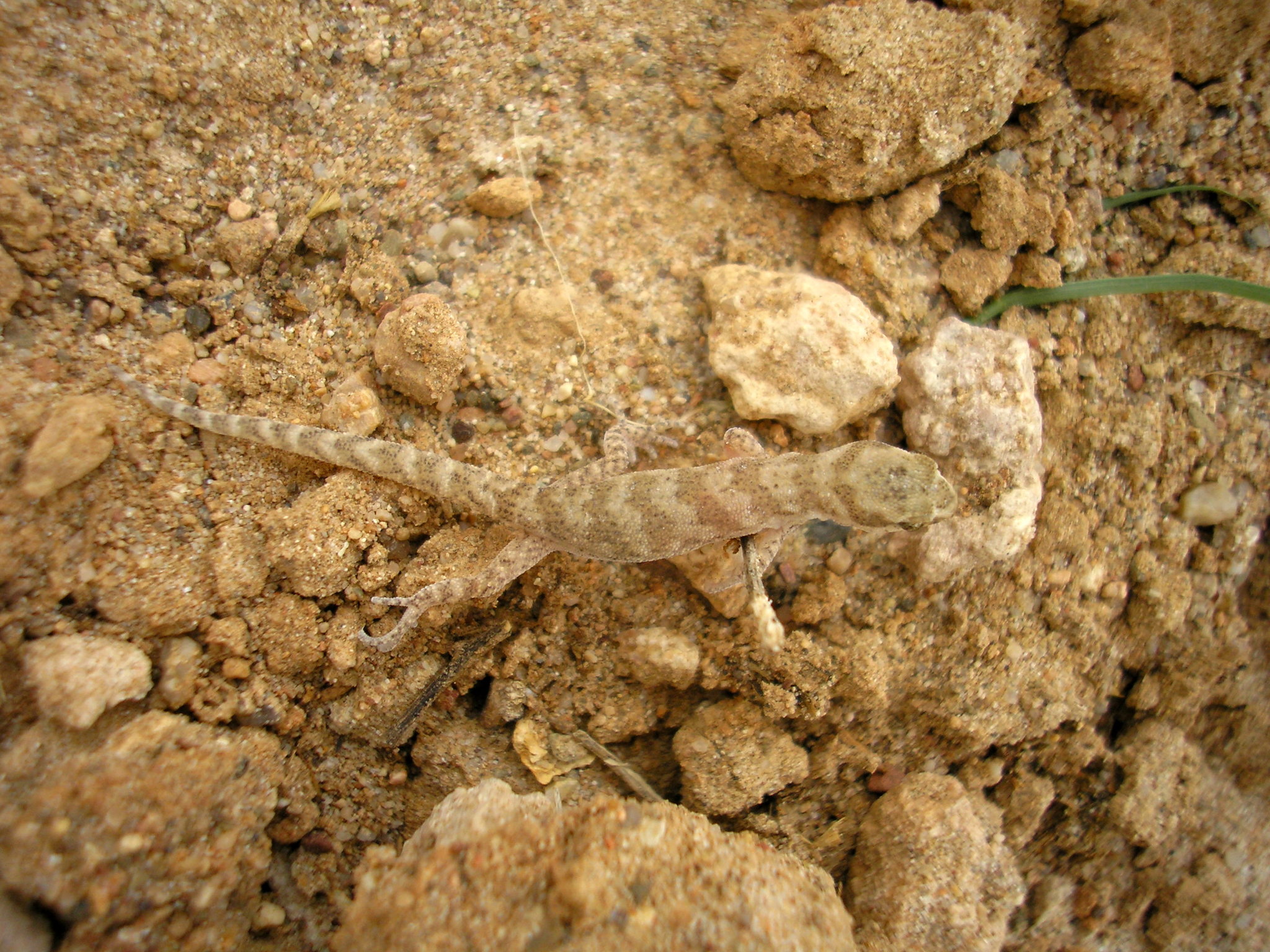 Alsophylax pipiens (Pallas, 1827)