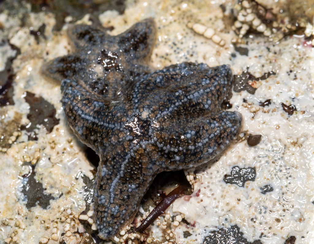 Giant Sea Stars in May 2025 by Oonagh · iNaturalist