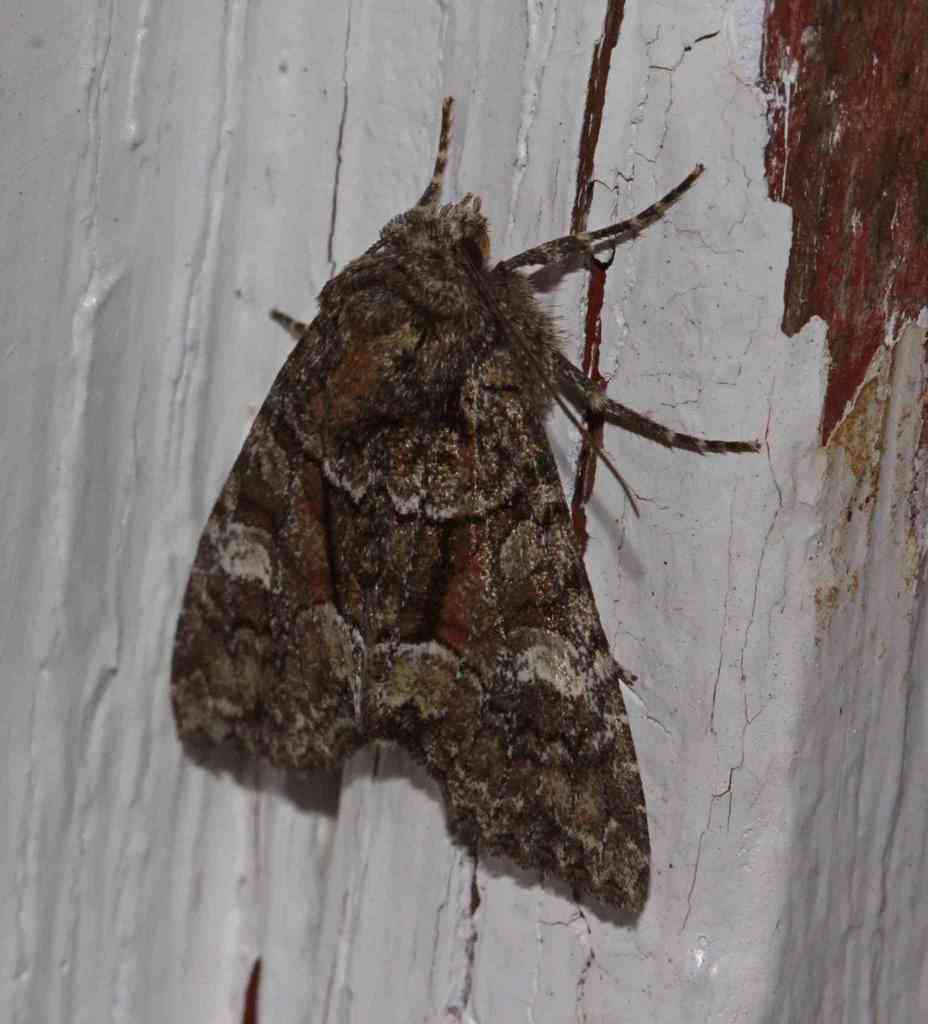 Wandering Brocade Moth from Le Rocher-Percé, QC, Canada on September 9 ...
