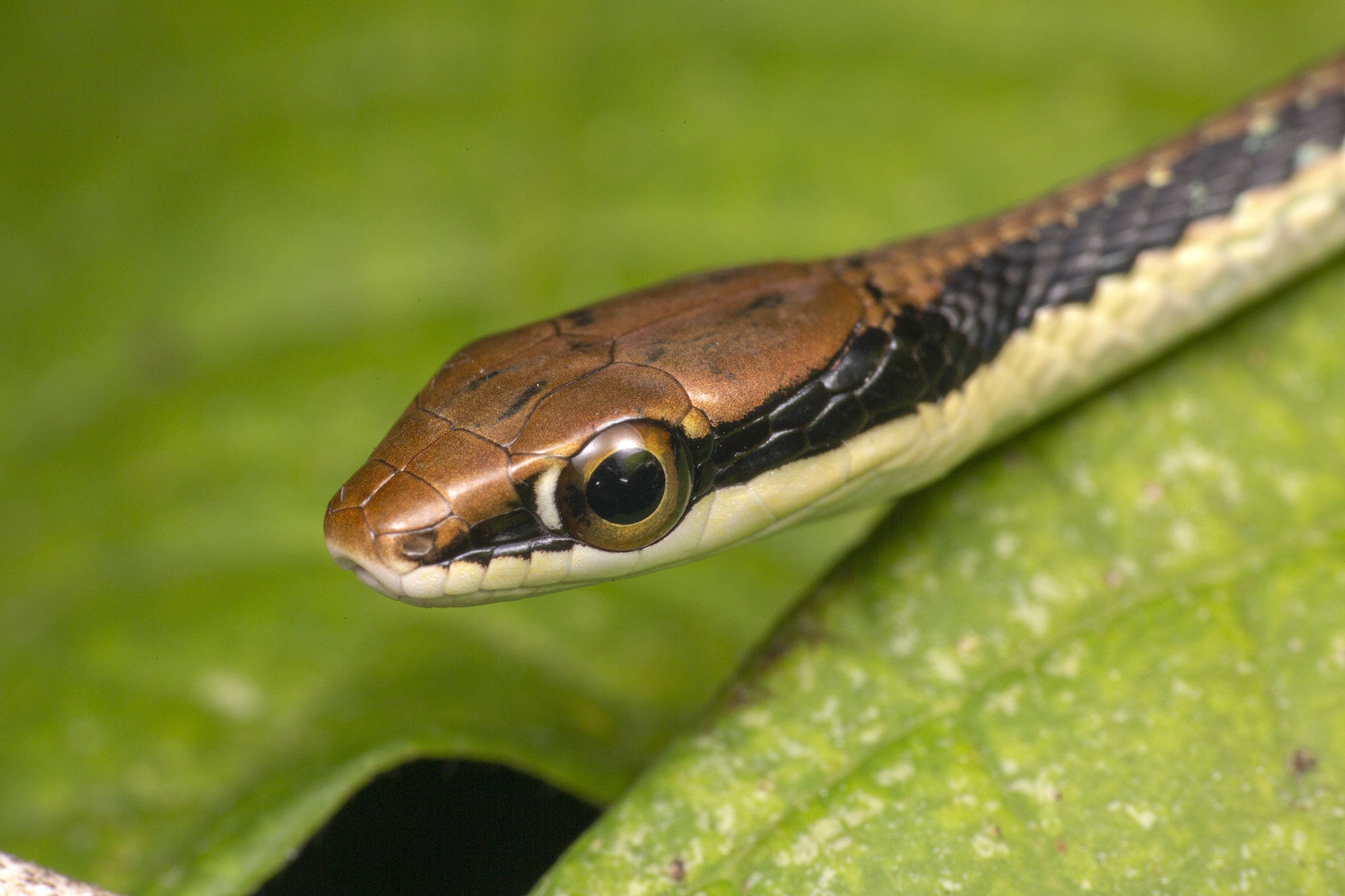 Painted Bronzeback Snake
