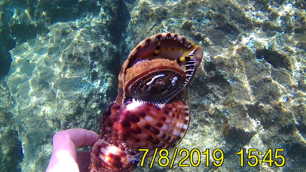 Charonia seguenzae from Ionian Islands, Greece on August 7, 2019 at 03: ...