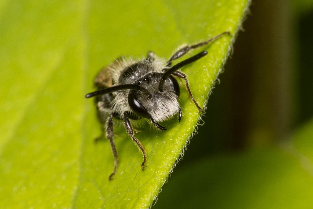 Cresson's Mining Bee from Calhoun Park on May 22, 2025 at 01:34 PM by ...