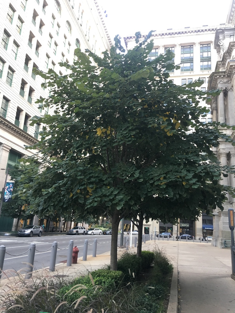 flowering plants from Market St, Philadelphia, PA, US on September 8 ...