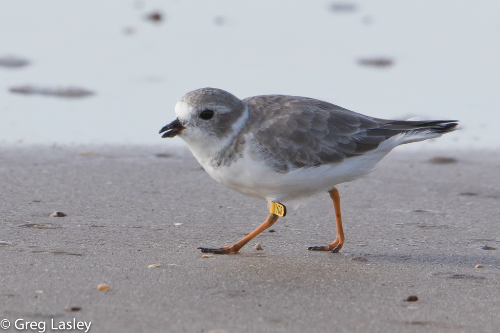 Piping Plover in October 2016 by Greg Lasley. This is a color marked ...
