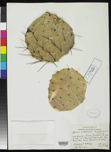 Chisos Mountain Prickly Pear (Flowering Plants of the Trans-Pecos of ...