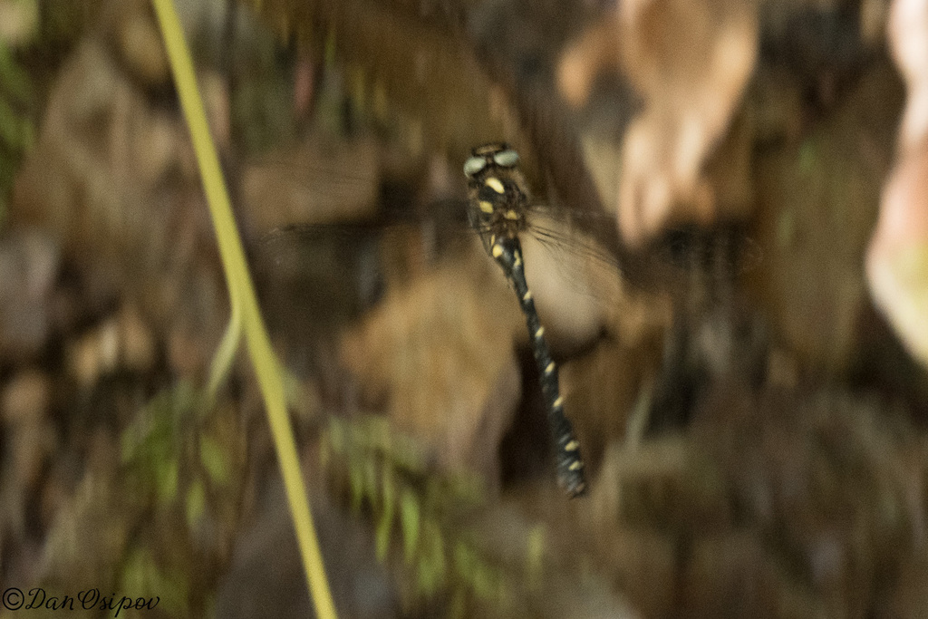 Japanese Relict Dragonfly from Aiharamachi, Machida, Tokyo 194-0211 ...