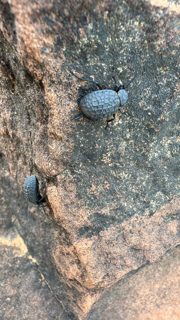 Beetles from Sandover, AU-NT, AU on May 8, 2025 at 10:53 AM by ...