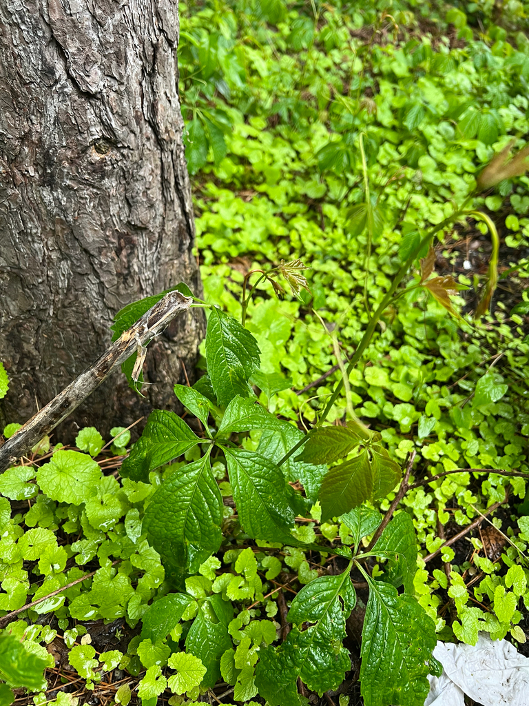 Virginia creeper from Washington Ave, Albany, NY, US on May 23, 2025 at ...