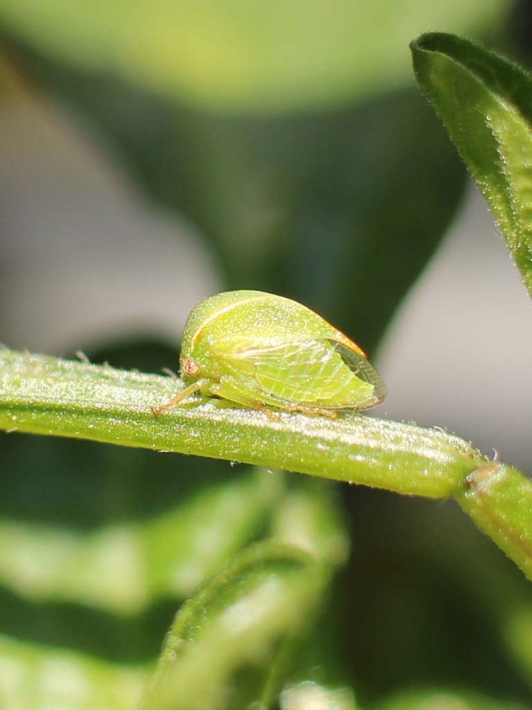 Three-cornered Alfalfa Hopper from Blythewood, SC, USA on May 23, 2025 ...