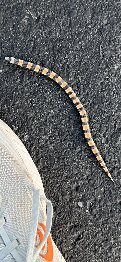 Banded Sand Snake from E Sahuarita Rd, Vail, AZ, US on May 23, 2025 at ...