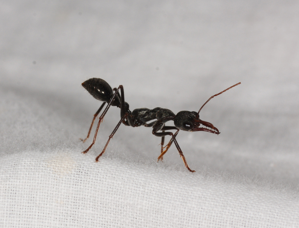 Inch Ant from Lauriston NCR VIC 3444, Australia on April 7, 2024 at 08: ...