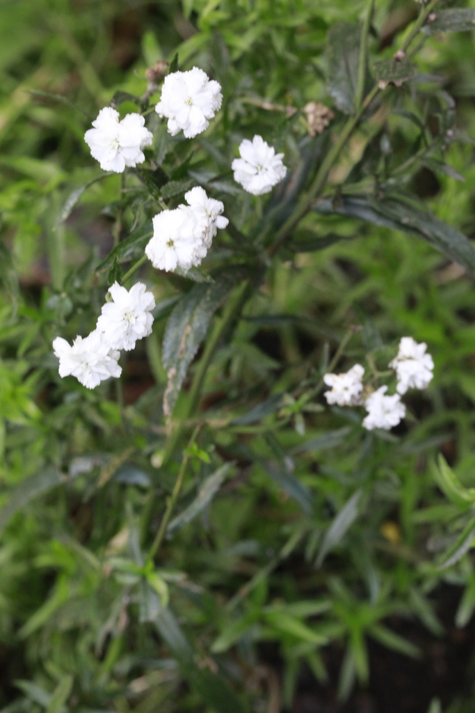 Sneezewort from Falkner Square Gardens, Falkner Square, Liverpool ...