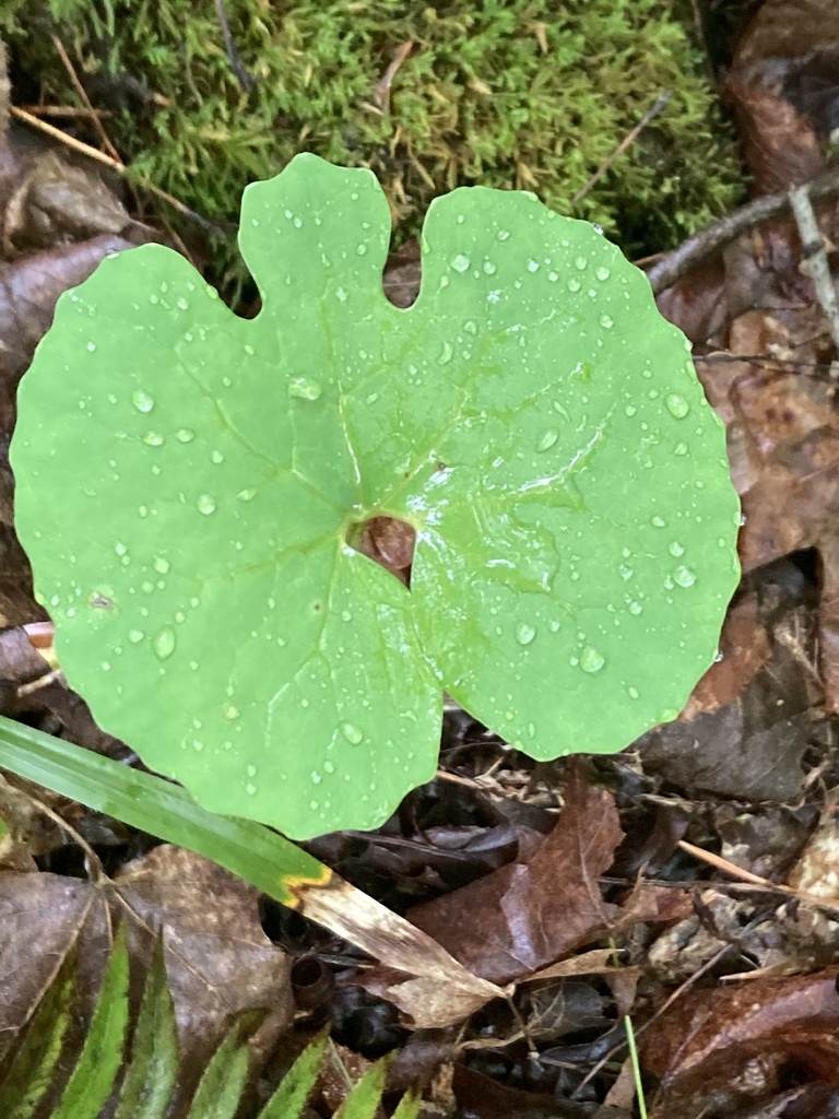 bloodroot from Canaan, NY, US on May 23, 2025 at 10:53 AM by skyev ...