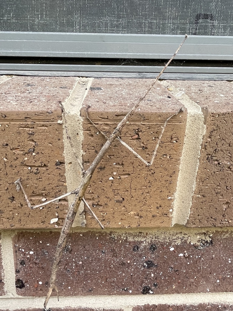 Margin-winged Stick Insect from Sara St, Point Lonsdale, VIC, AU on May ...