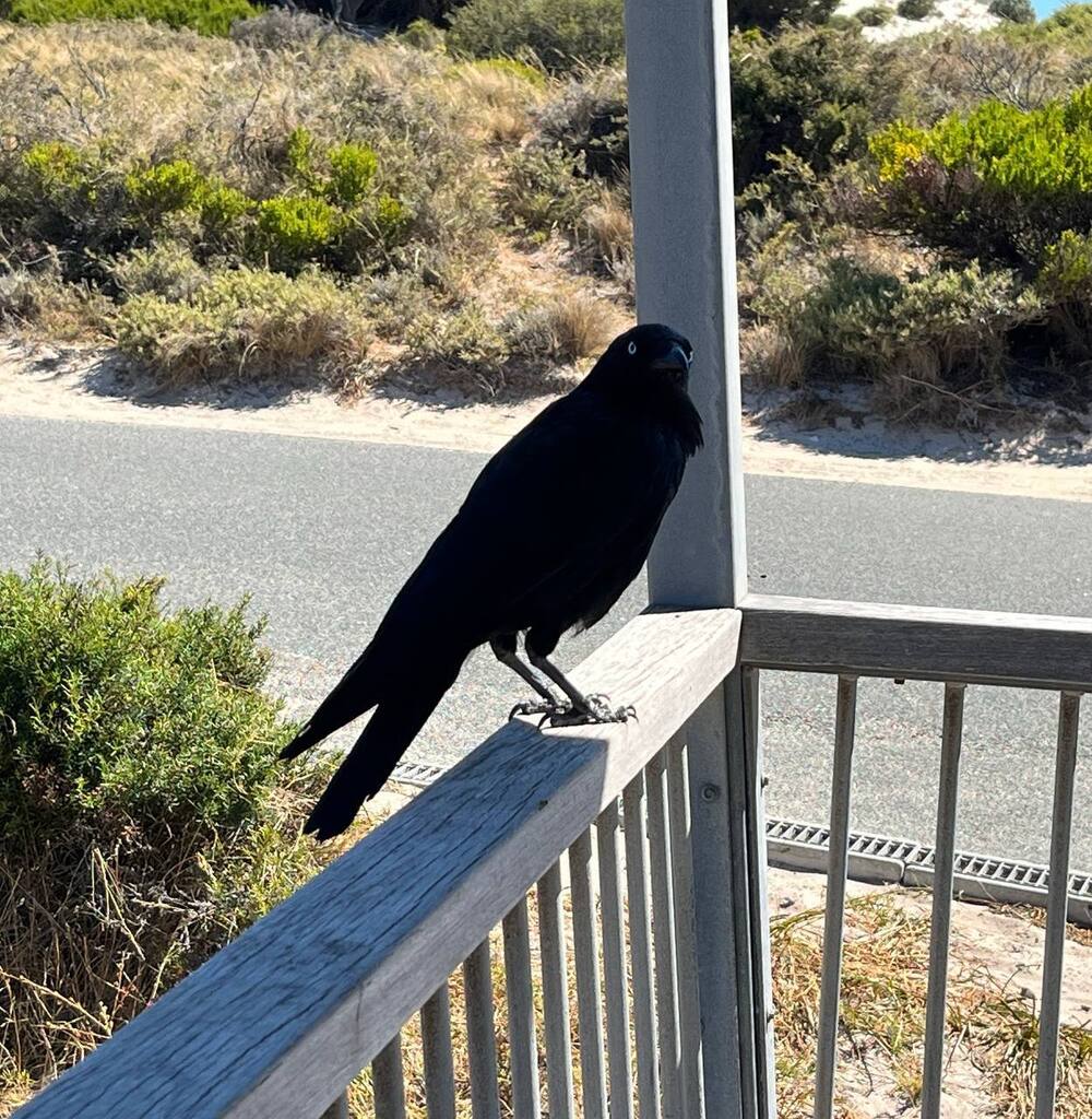 Australian Raven from Rottnest Island WA 6161, Australia on December 11 ...