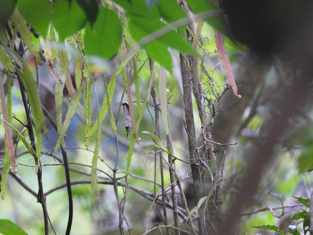 Kimnachia ramulosa from Zihuateutla, Pue., México on May 15, 2025 at 05 ...