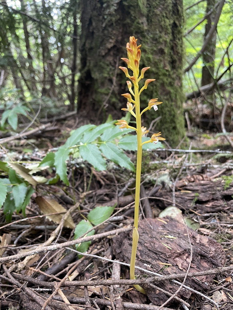 spotted coralroot from Prospect Lake, Saanich, BC, CA on May 11, 2025 ...