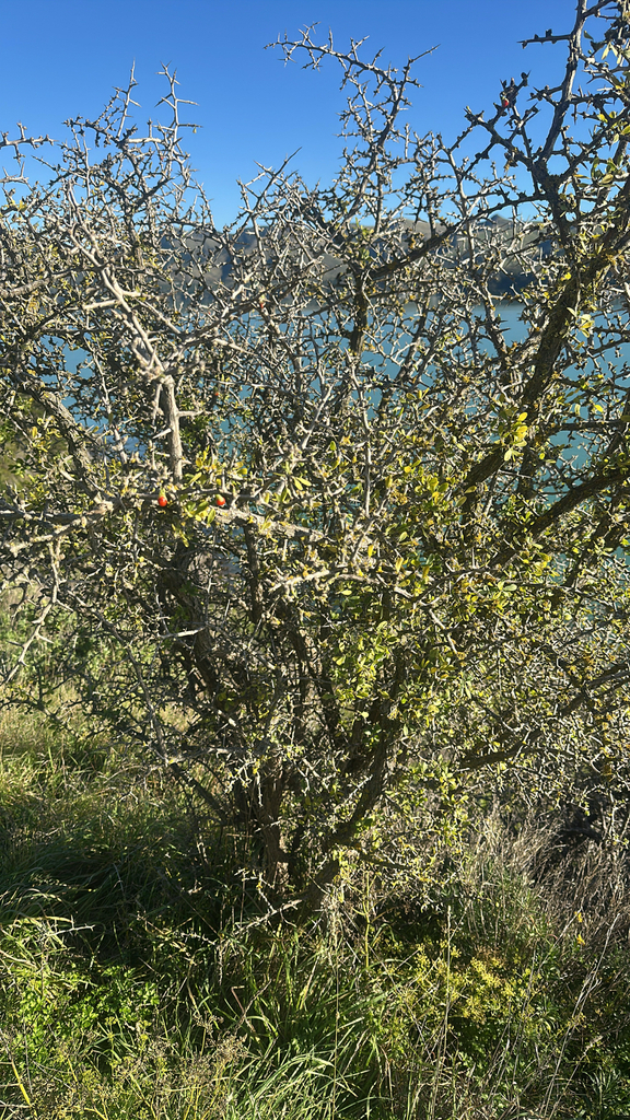 African boxthorn from Diamond Harbour, Canterbury, NZ on April 26, 2025 ...