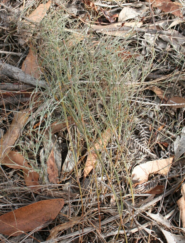 Tassel Rope-rush from Grass Tree Conservation Pk, Grass Tree, Cadgee SA ...