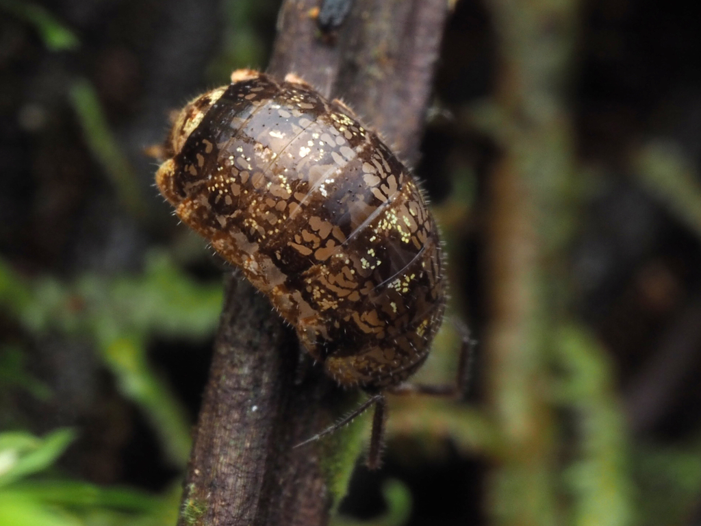 Woodlice and Pillbugs from Oropi 3173, New Zealand on May 23, 2025 at ...