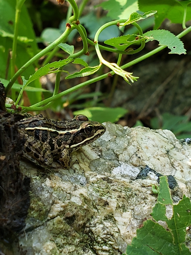 Pickerel Frog from Jupiter Point, CT 06340, USA on August 22, 2019 at ...