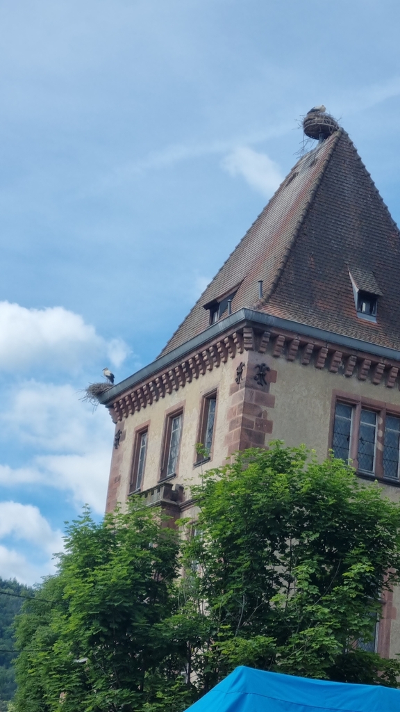 European White Stork from 68140 Munster, France on May 24, 2025 at 10: ...