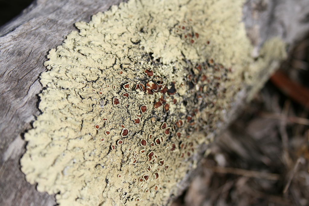 Flavoparmelia rutidota from Grass Tree Conservation Pk, Grass Tree ...